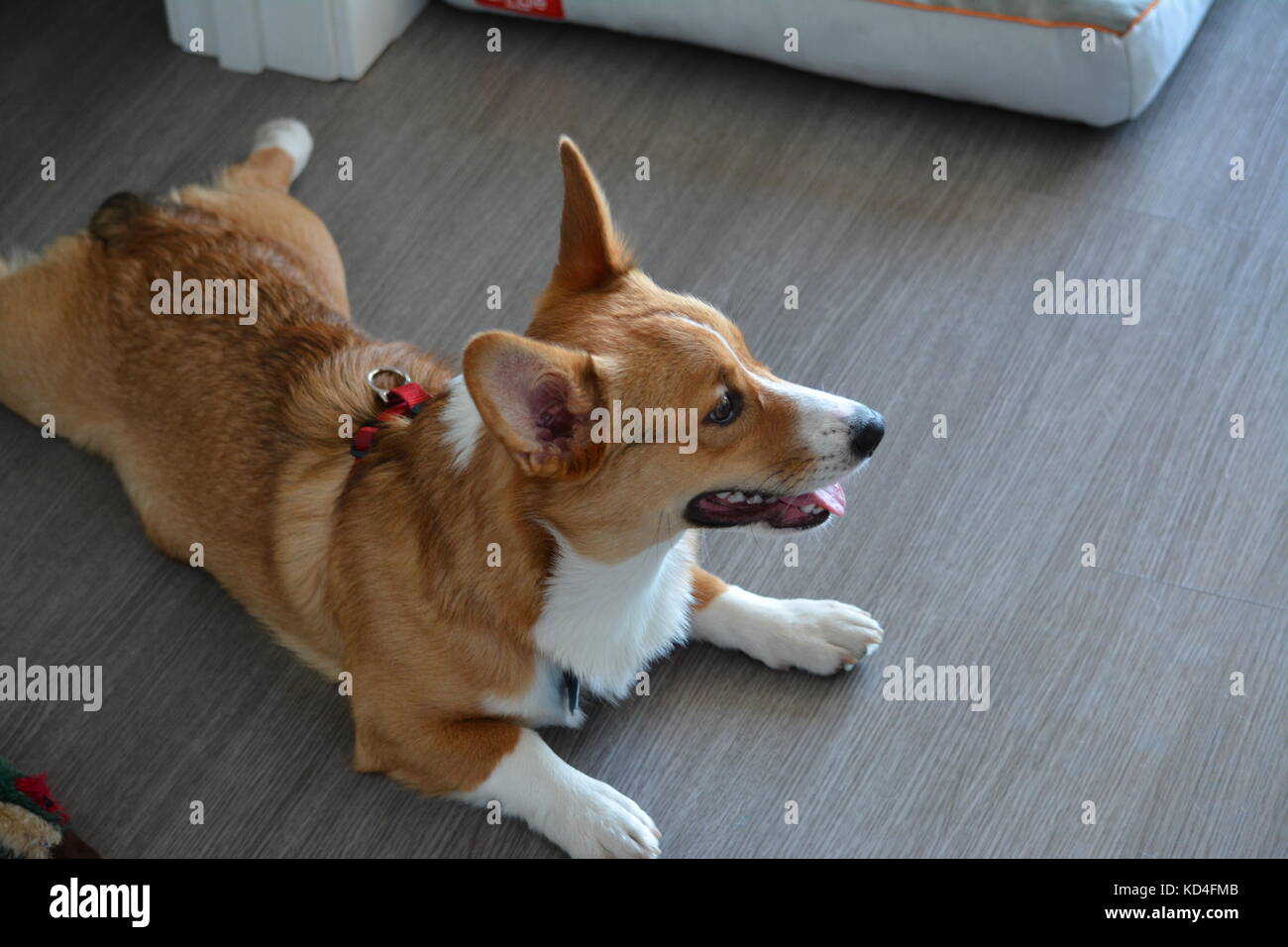 A red sable Welsh Pembroke Corgi puppy around his home in downtown ...