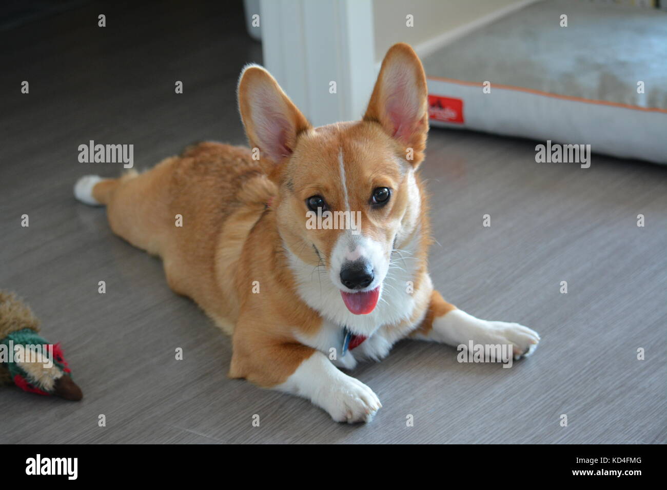 A red sable Welsh Pembroke Corgi puppy around his home in downtown ...