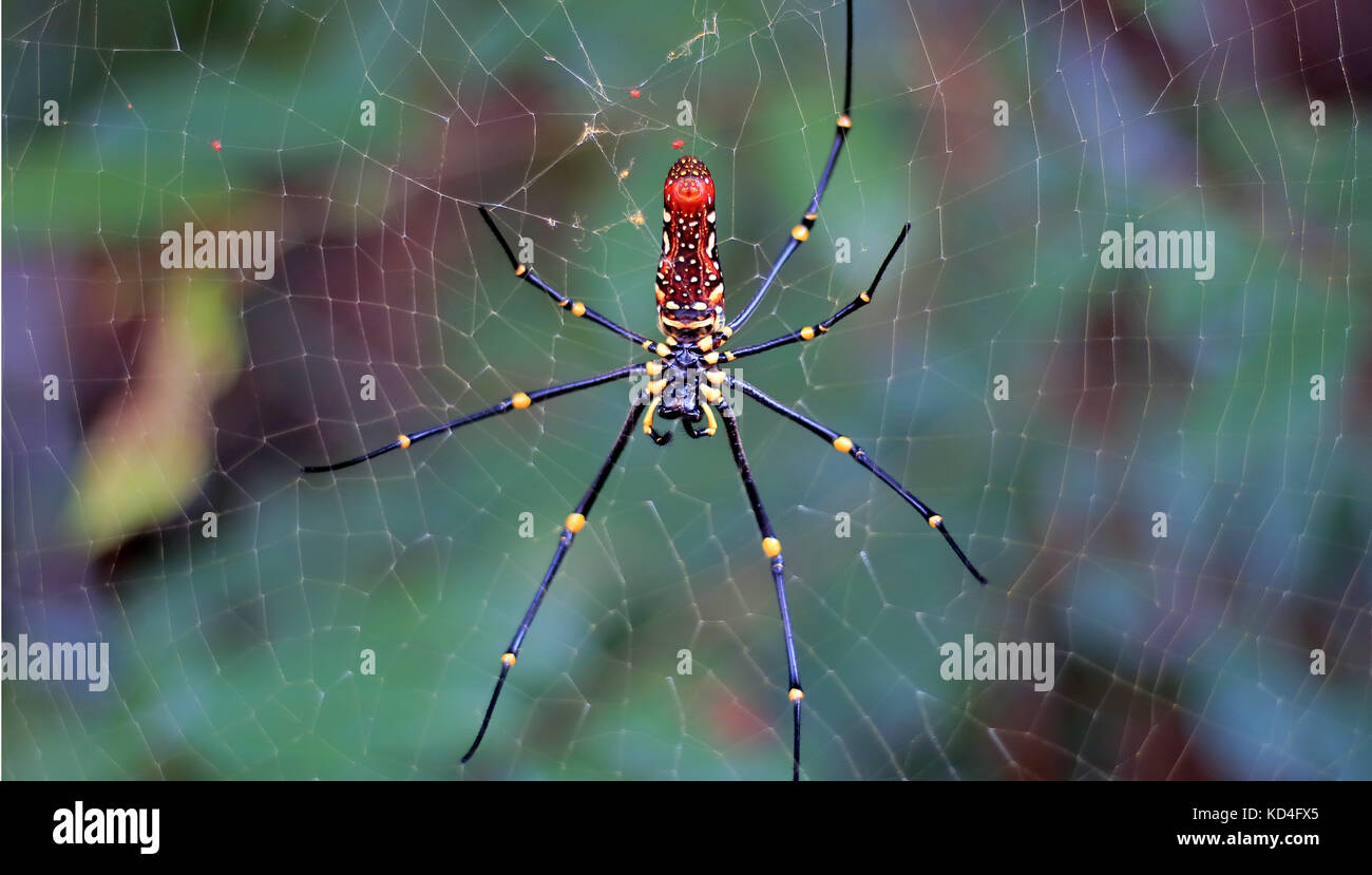 Forest spider eat insect in Indonesia Stock Photo - Alamy