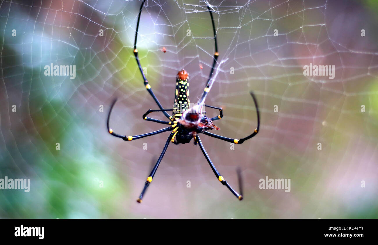 Forest spider eat insect in Indonesia Stock Photo - Alamy