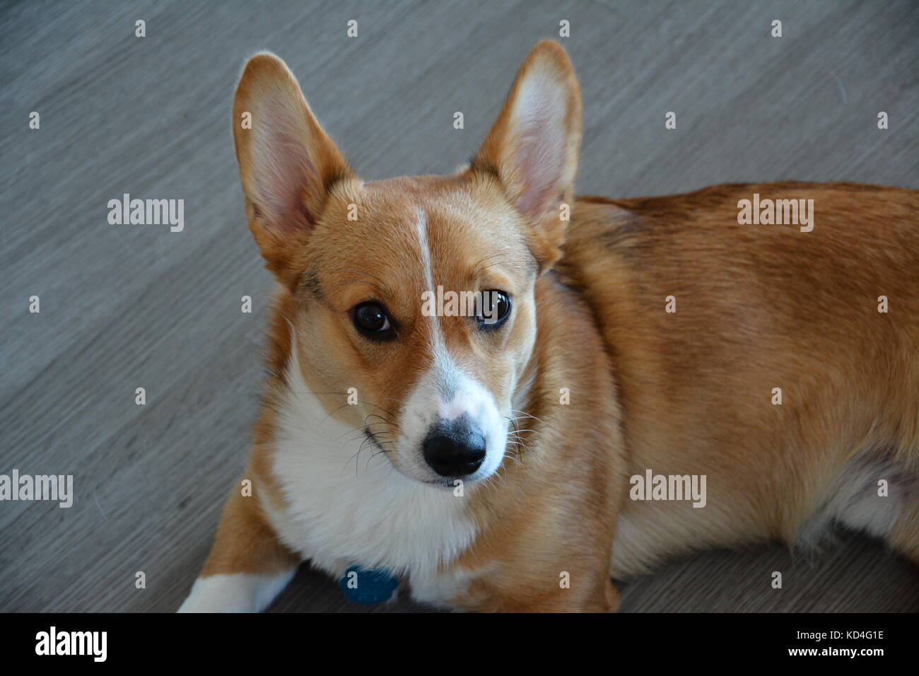 A red sable Welsh Pembroke Corgi puppy around his home in downtown ...