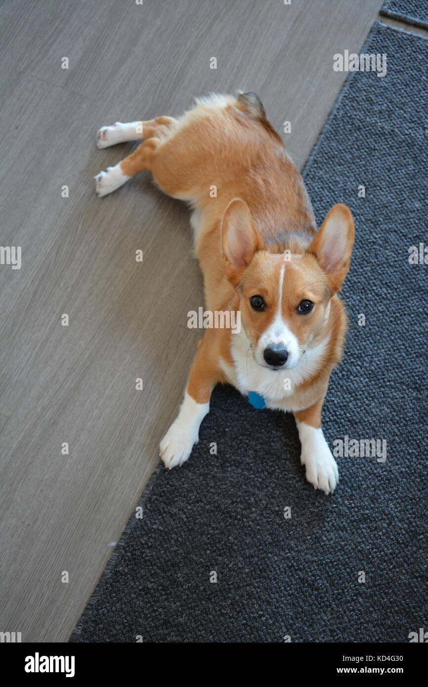 A red sable Welsh Pembroke Corgi puppy around his home in downtown ...