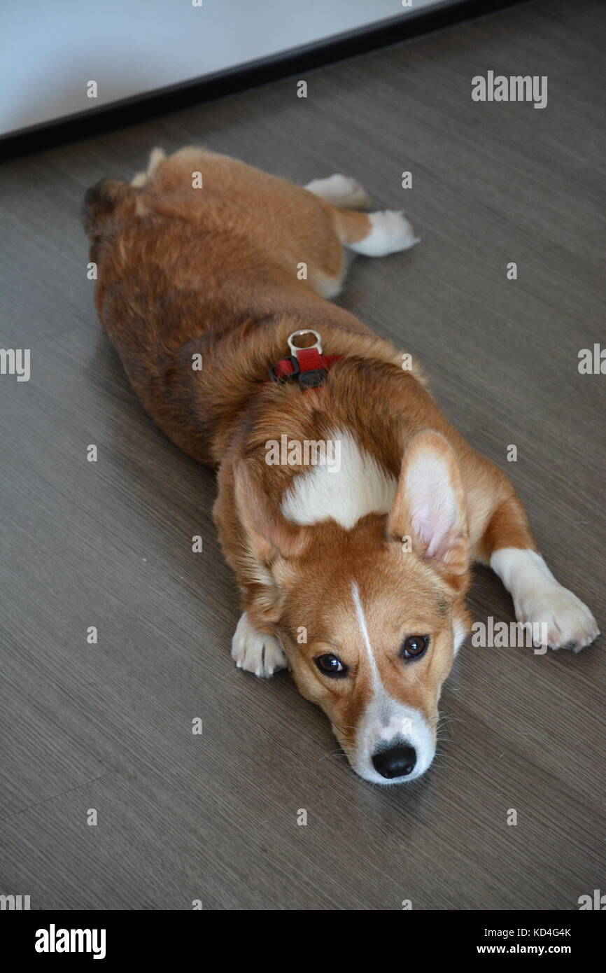 A red sable Welsh Pembroke Corgi puppy around his home in downtown ...