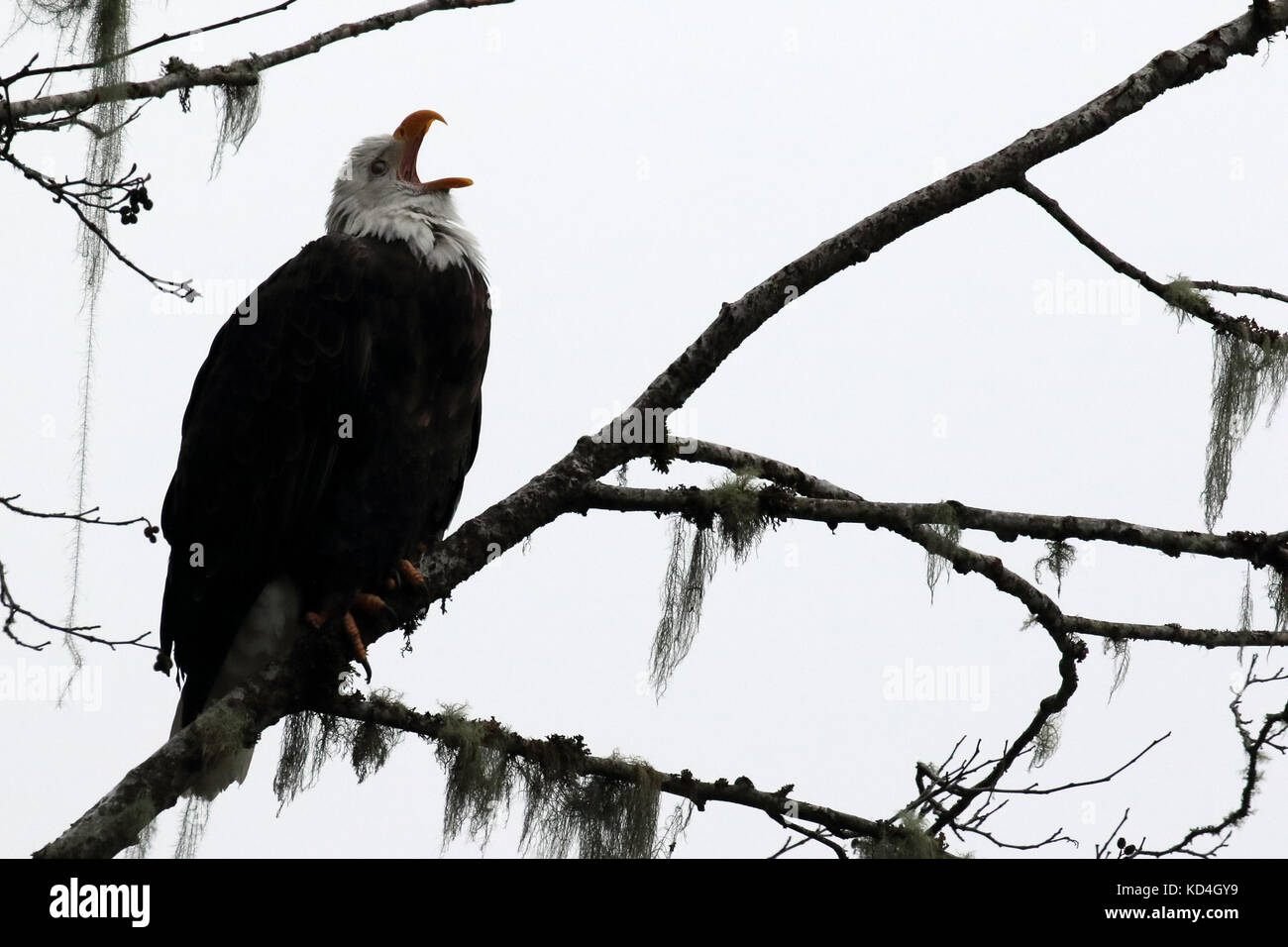 Screaming bald eagle Stock Photo - Alamy