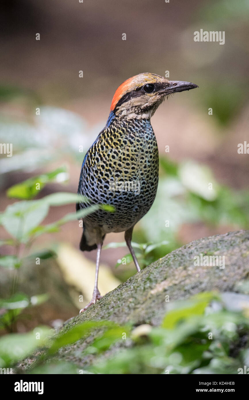 Pitta family pittidae hi-res stock photography and images - Alamy