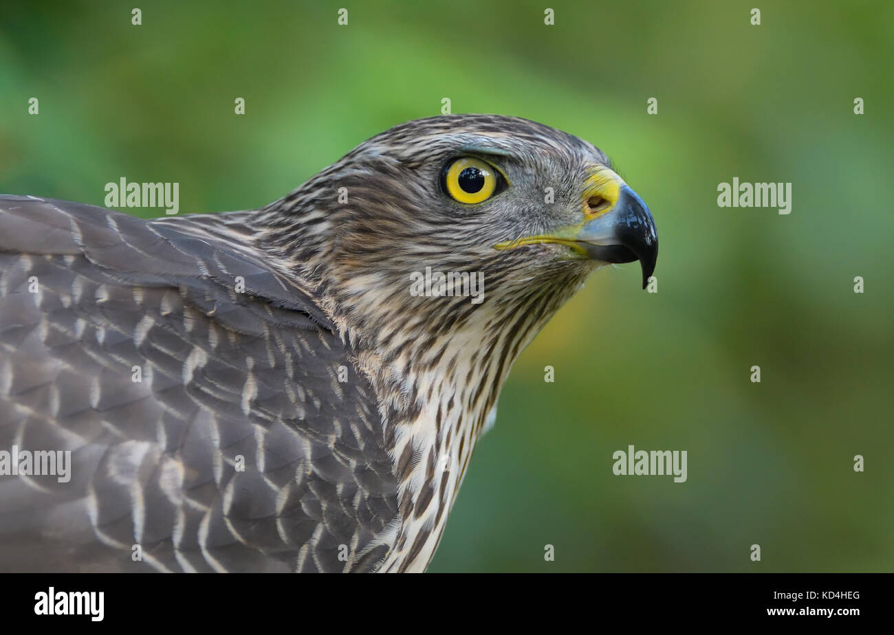 Northern Goshawk close-up portrait Stock Photo - Alamy
