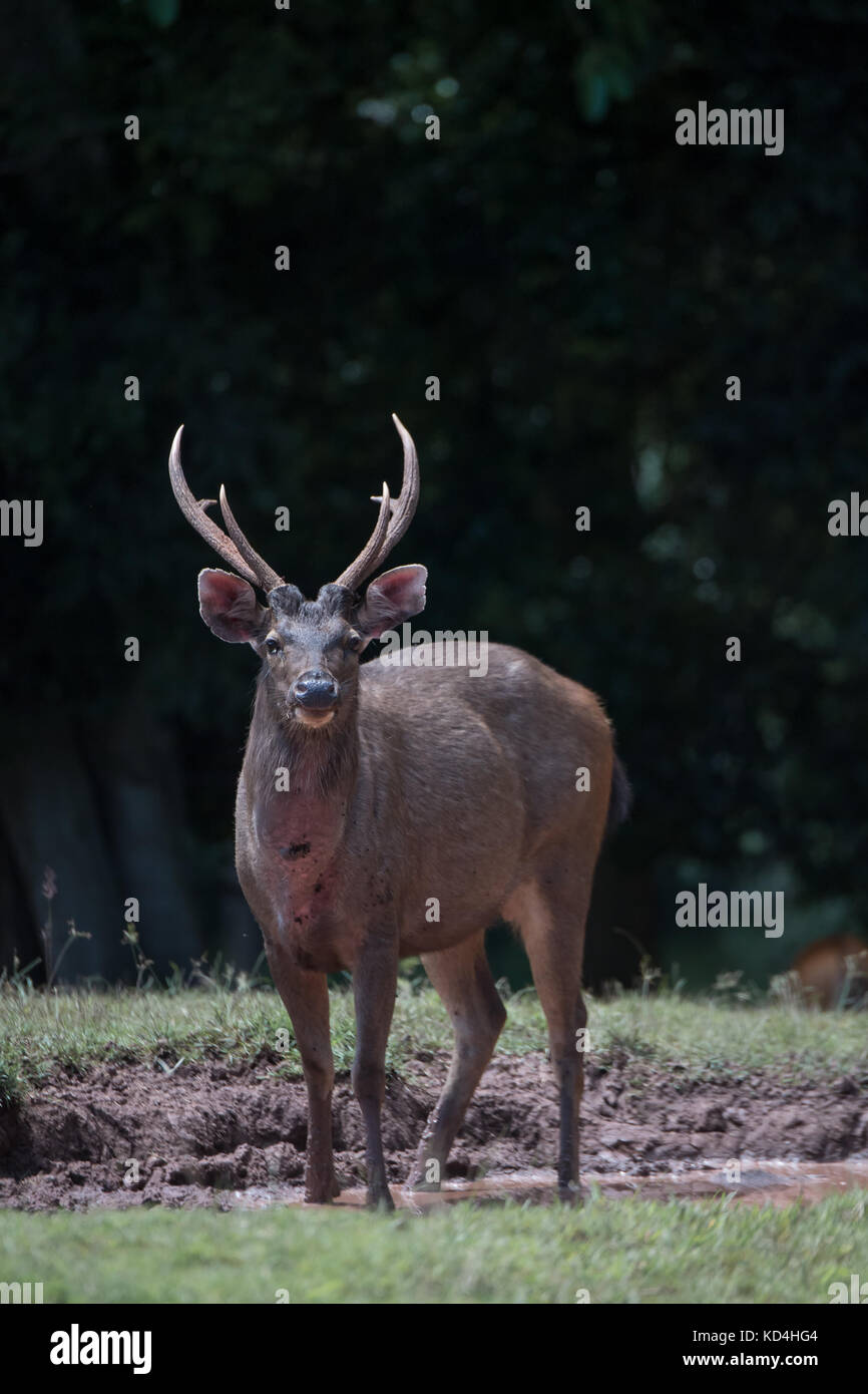 The sambar (Rusa unicolor) is a large deer native to the Indian ...