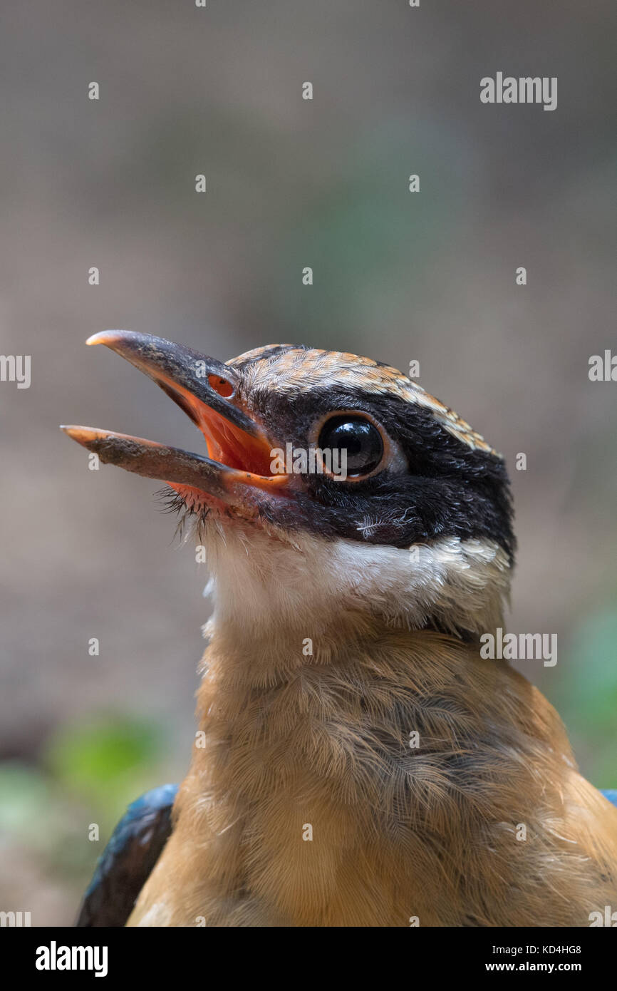 The blue-winged pitta (Pitta moluccensis) is a passerine bird in the ...