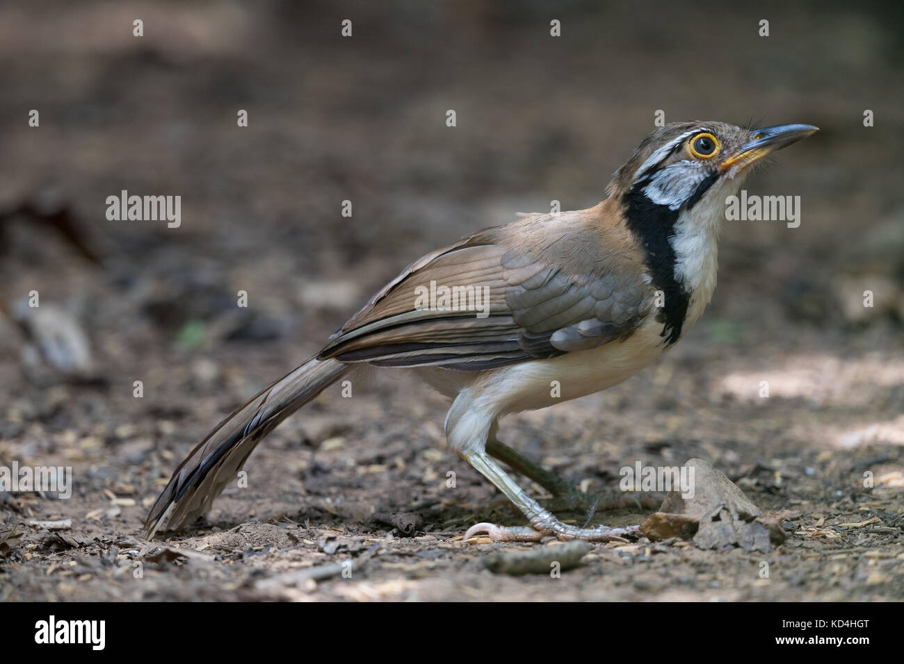 The lesser necklaced laughingthrush (Garrulax monileger) is a species ...