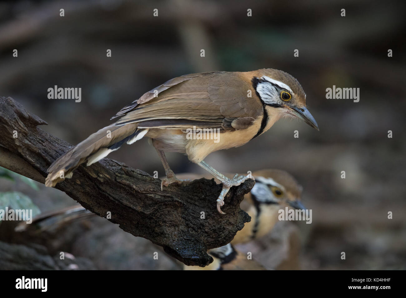 The greater necklaced laughingthrush (Garrulax pectoralis) is a species ...