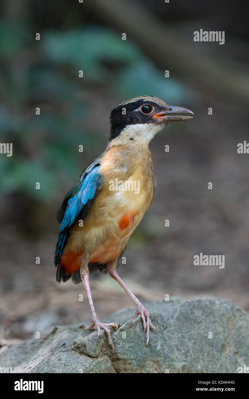 The blue-winged pitta (Pitta moluccensis) is a passerine bird in the ...