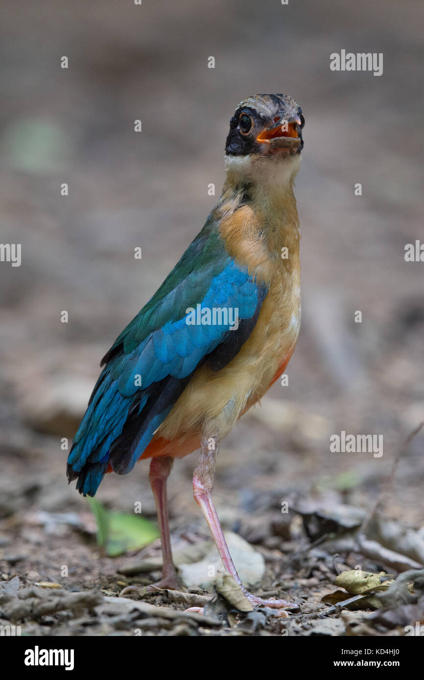 The blue-winged pitta (Pitta moluccensis) is a passerine bird in the ...