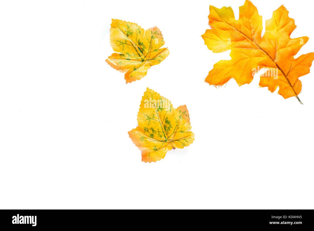 Fall Leaves Isolated Stock Photo - Alamy
