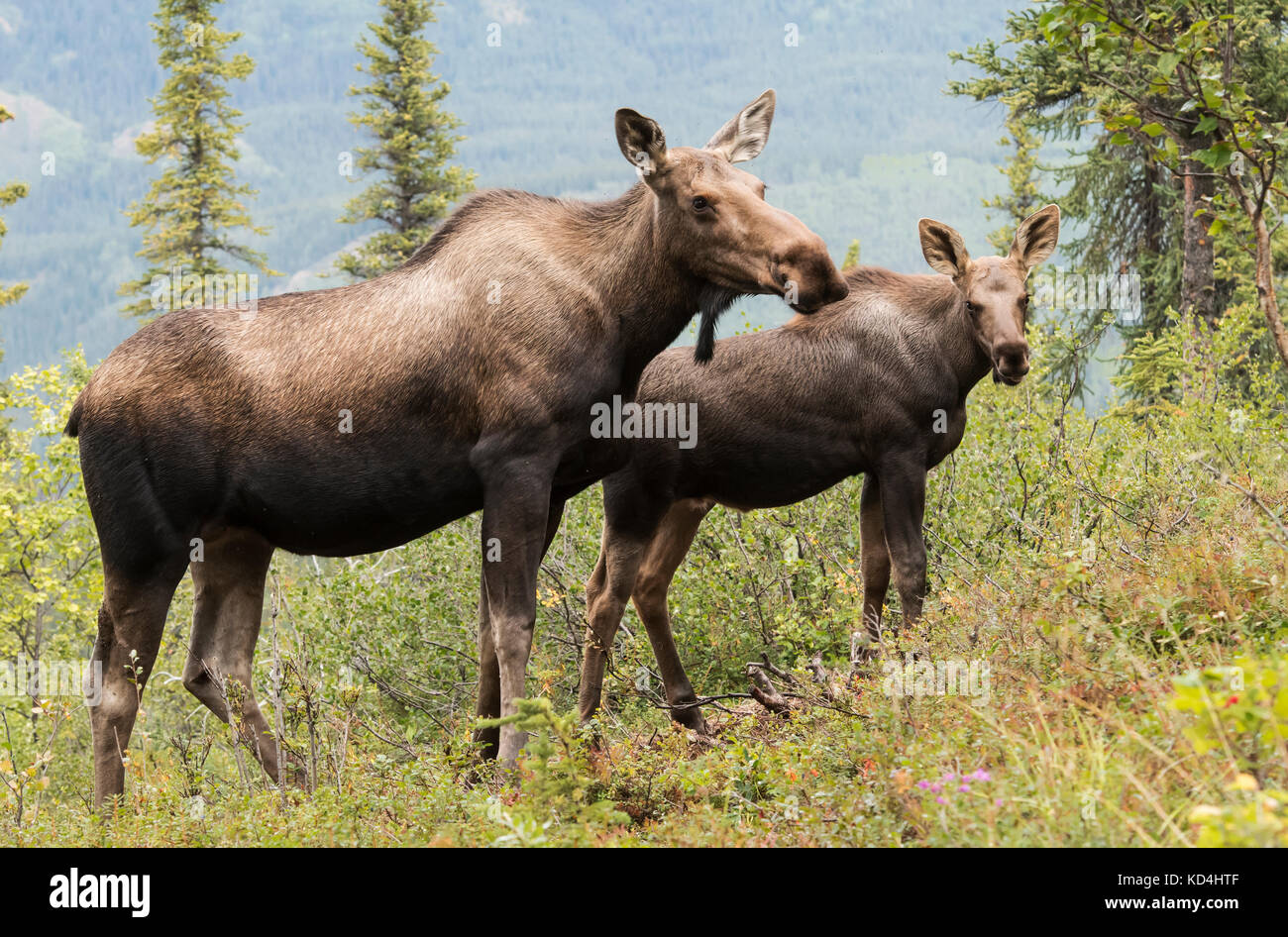 Cow And Calf Moose