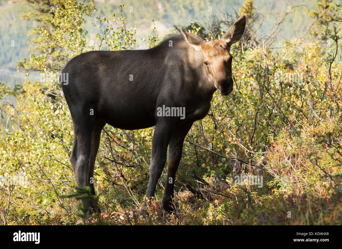 Moose Calf, Late summer, Denali National Park, Alaska Stock Photo - Alamy