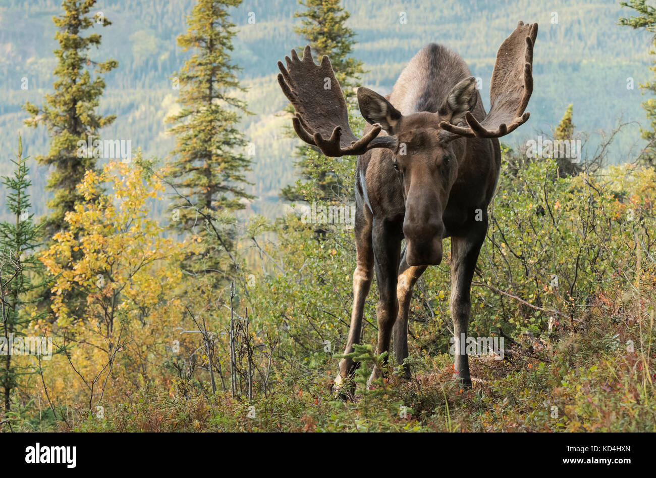 Moose, Bull, Antlers in Velvet, Alaska Range Mountains Stock Photo - Alamy