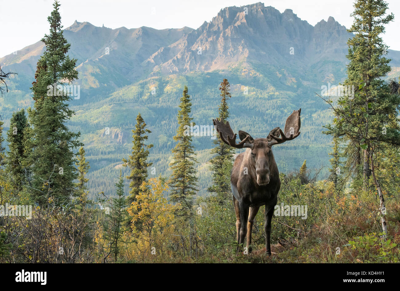Moose, Bull, Antlers in Velvet, Alaska Range Mountains Stock Photo - Alamy