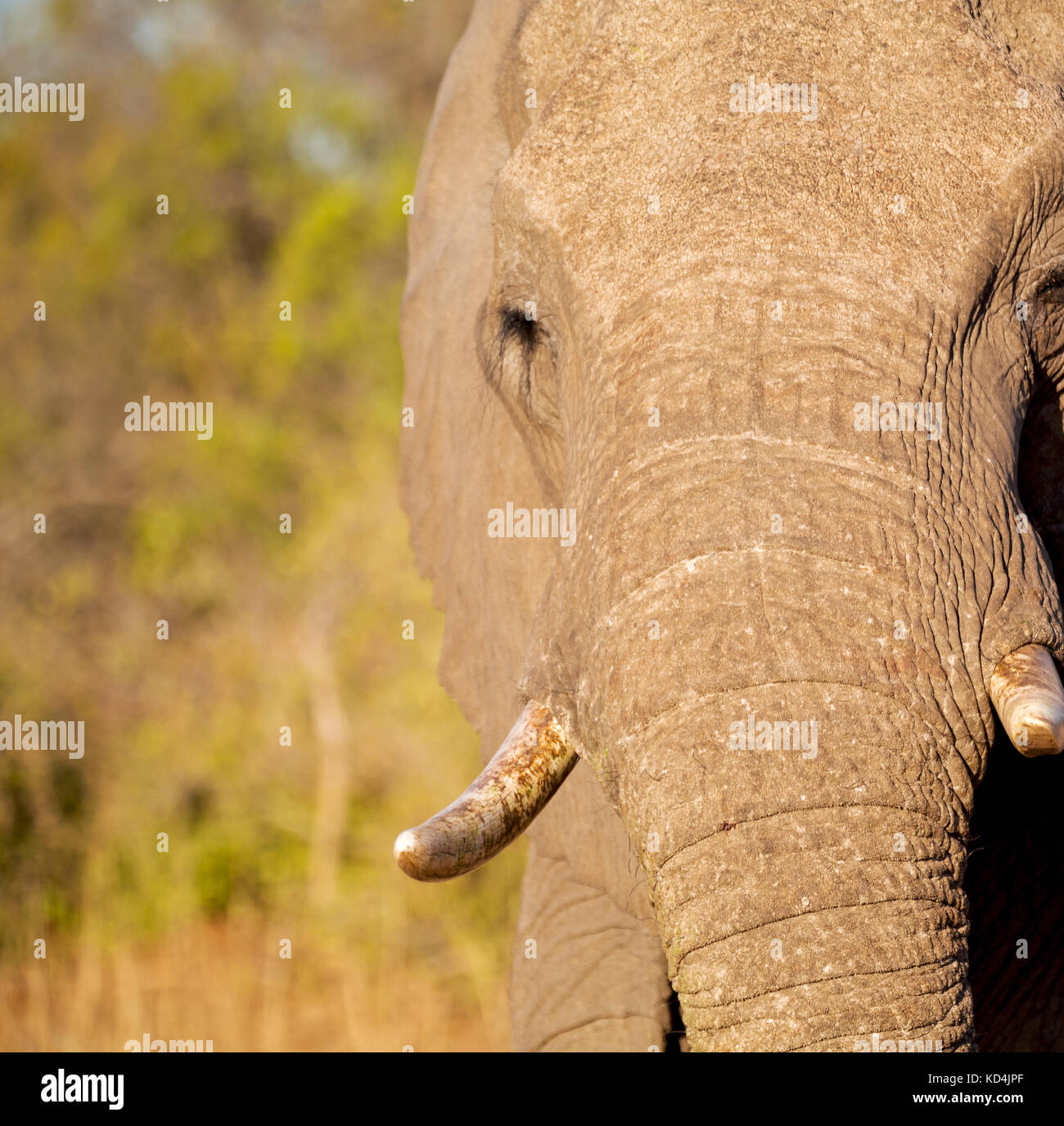 blur in south africa kruger wildlife nature reserve and wild elephant ...