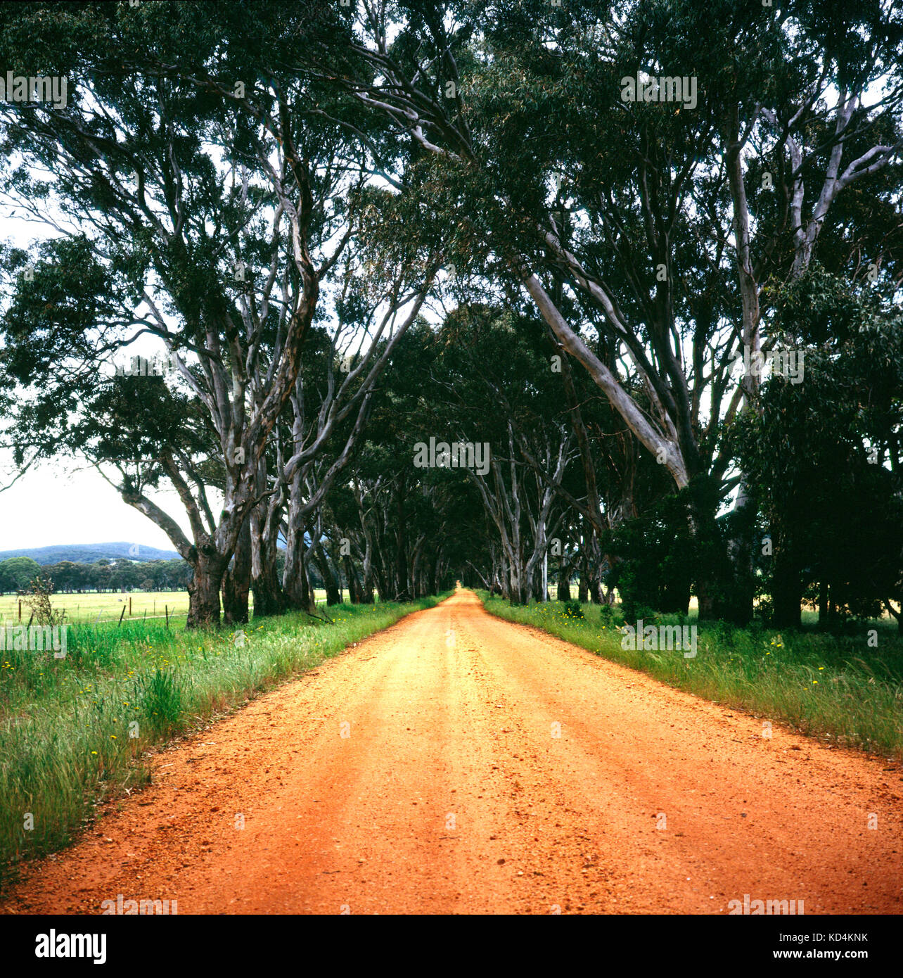 Long orange dirt road lined by gum trees in countryside near the ...