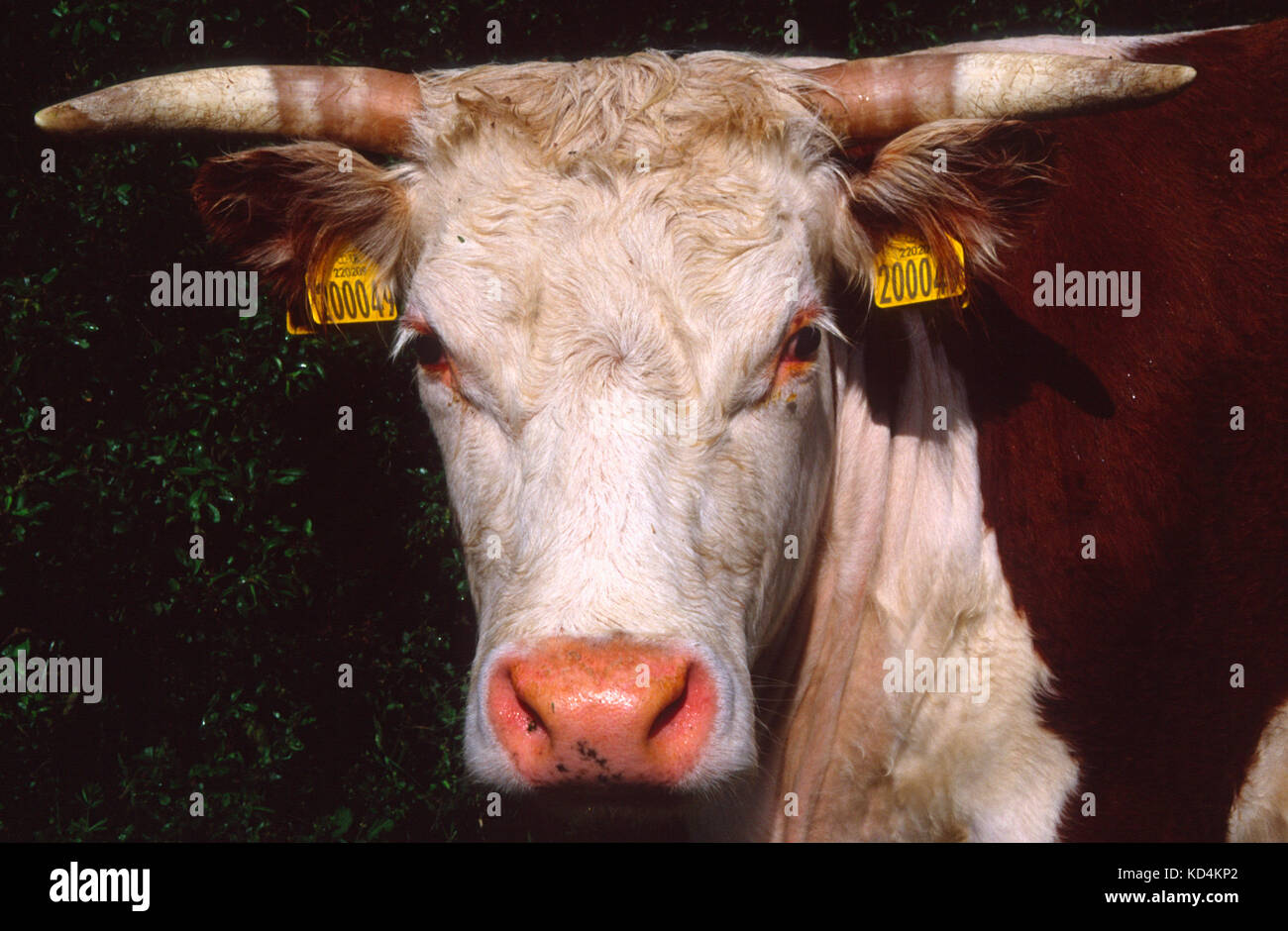 Close up tagged ears face horns of Hereford cow, UK Stock Photo - Alamy