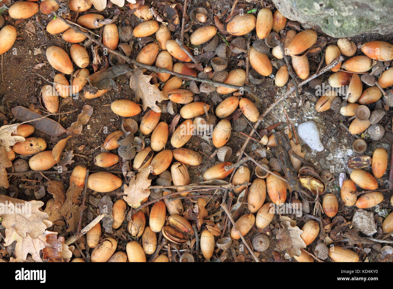Background of many ripe acorns at nature Stock Photo - Alamy