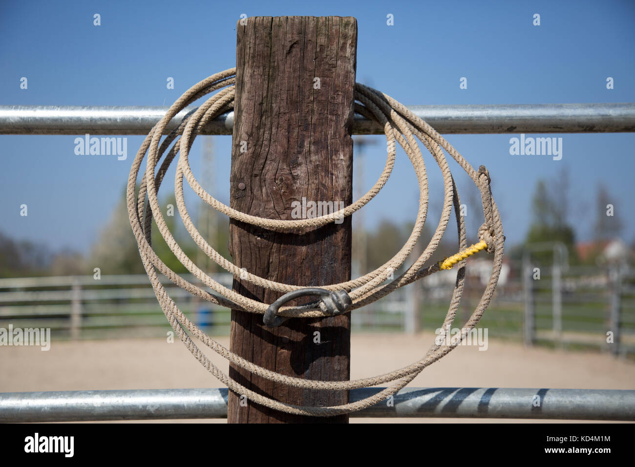 Ranch rope cow usa hi-res stock photography and images - Alamy