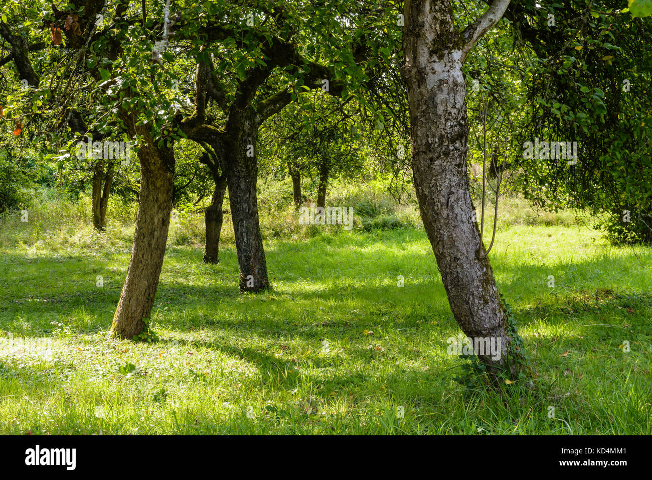 Old apple trees in a small orchard Stock Photo - Alamy