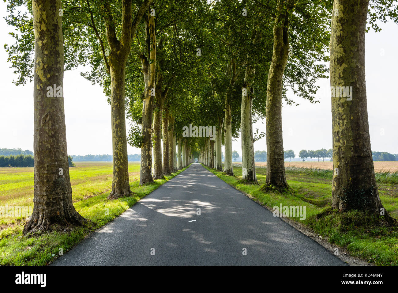 Small narrow and straight tree lined road in the french countryside ...