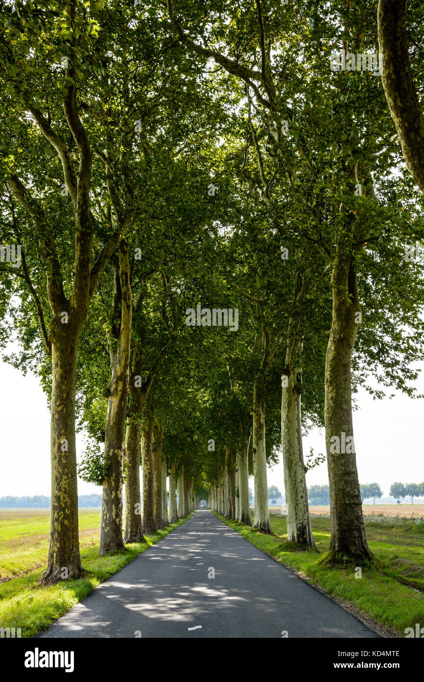Small narrow and straight tree lined road in the french countryside ...