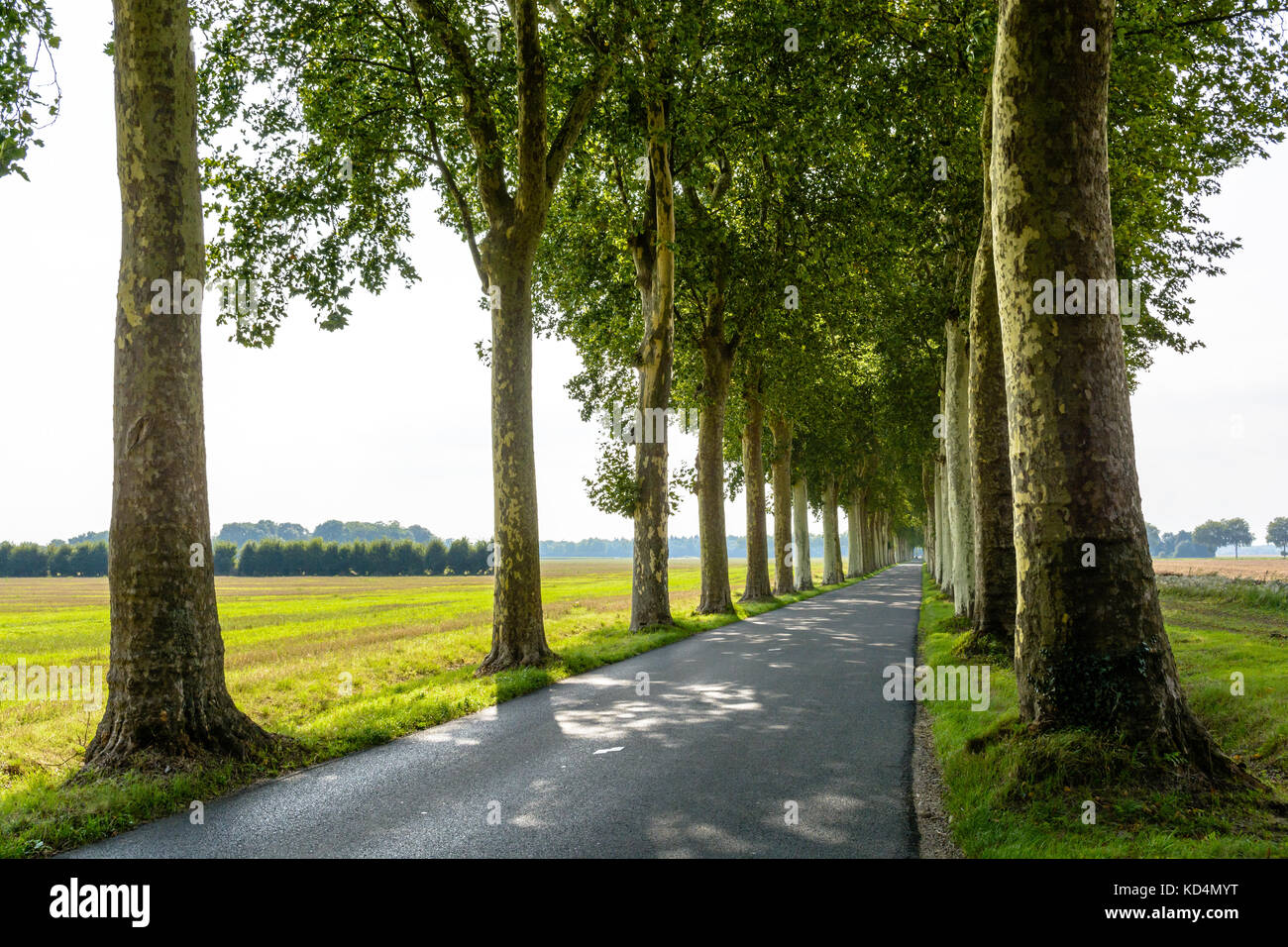 Straight tree hi-res stock photography and images - Alamy