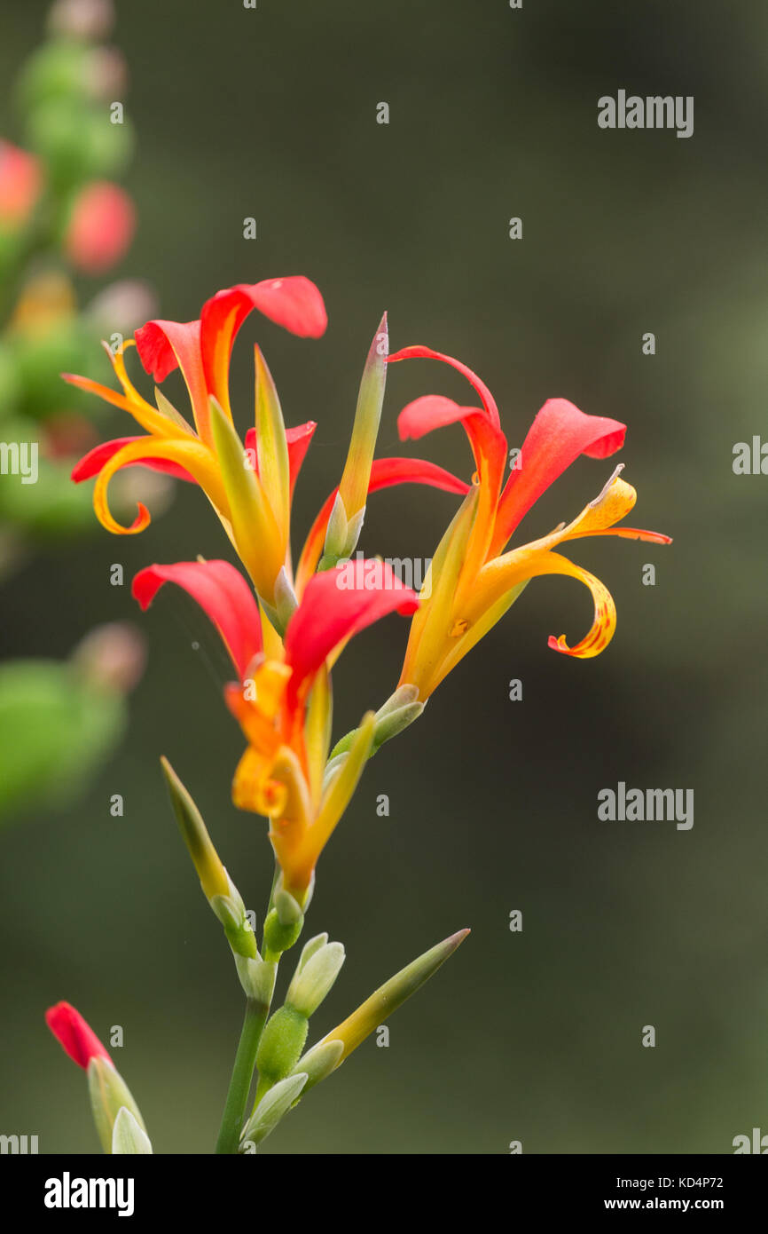 Close up view of the African arrowroot flower on a garden Stock Photo ...