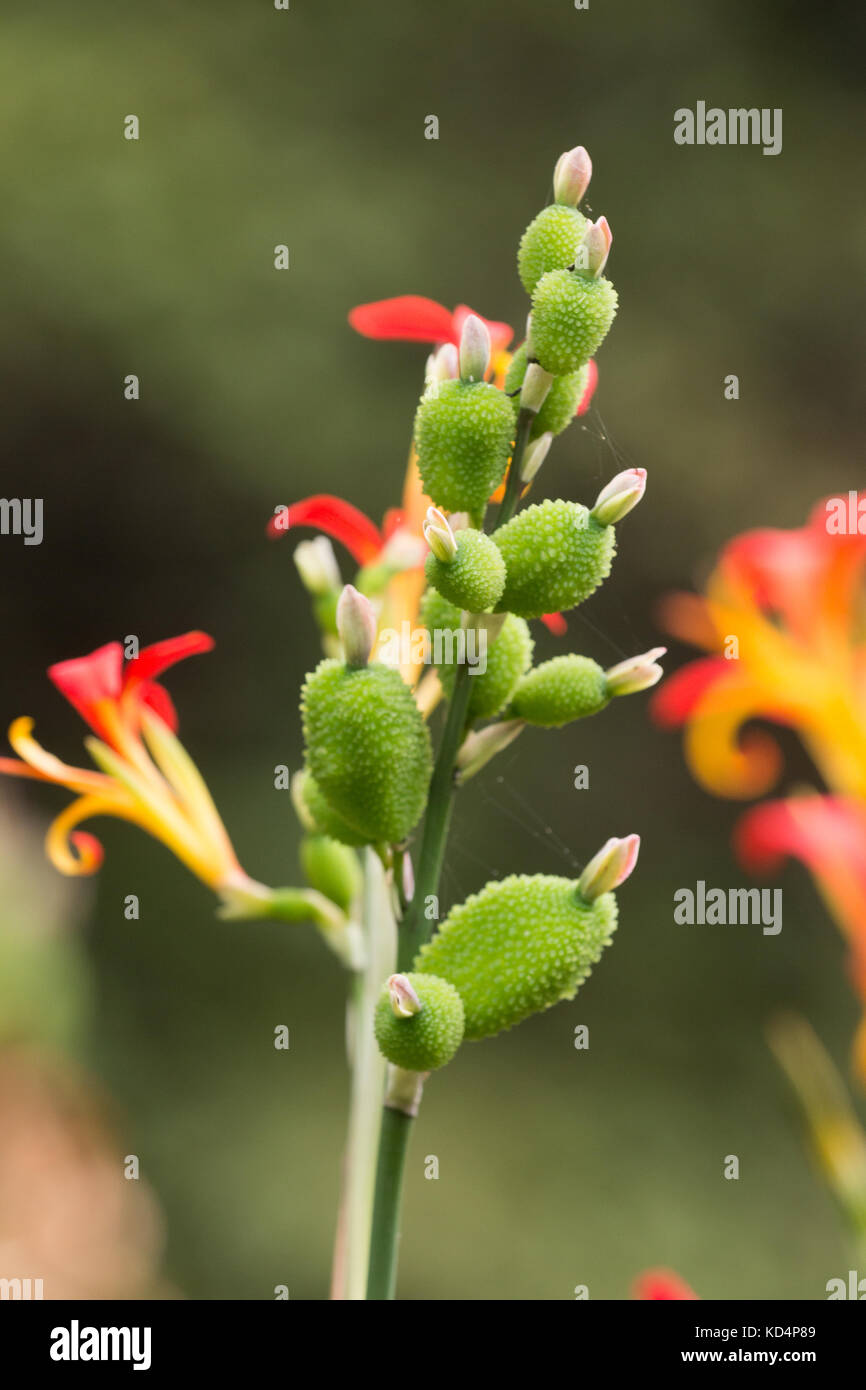 Close up view of the African arrowroot flower on a garden Stock Photo ...