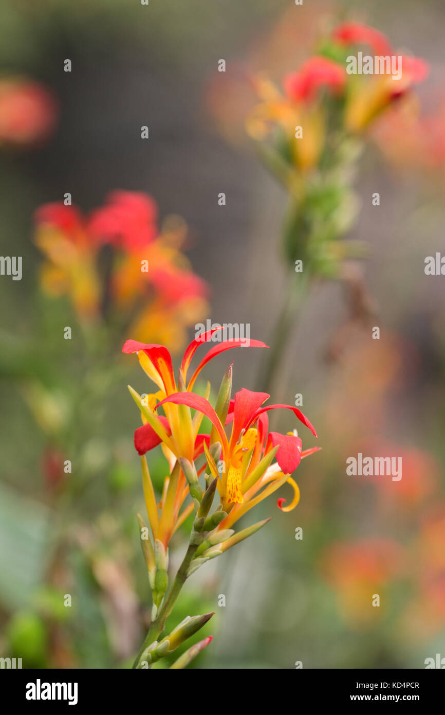 Close up view of the African arrowroot flower on a garden Stock Photo ...