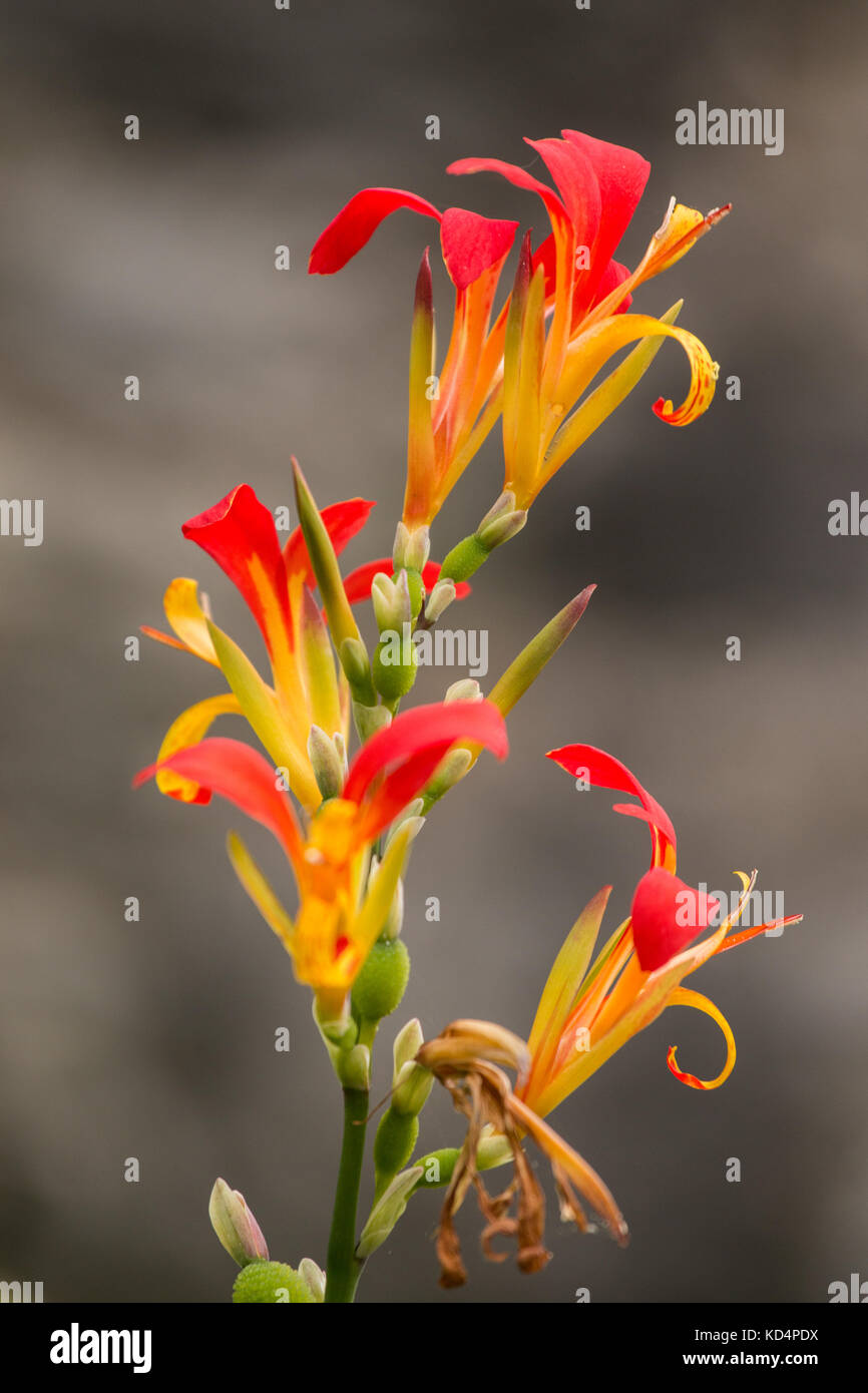 Close up view of the African arrowroot flower on a garden Stock Photo ...