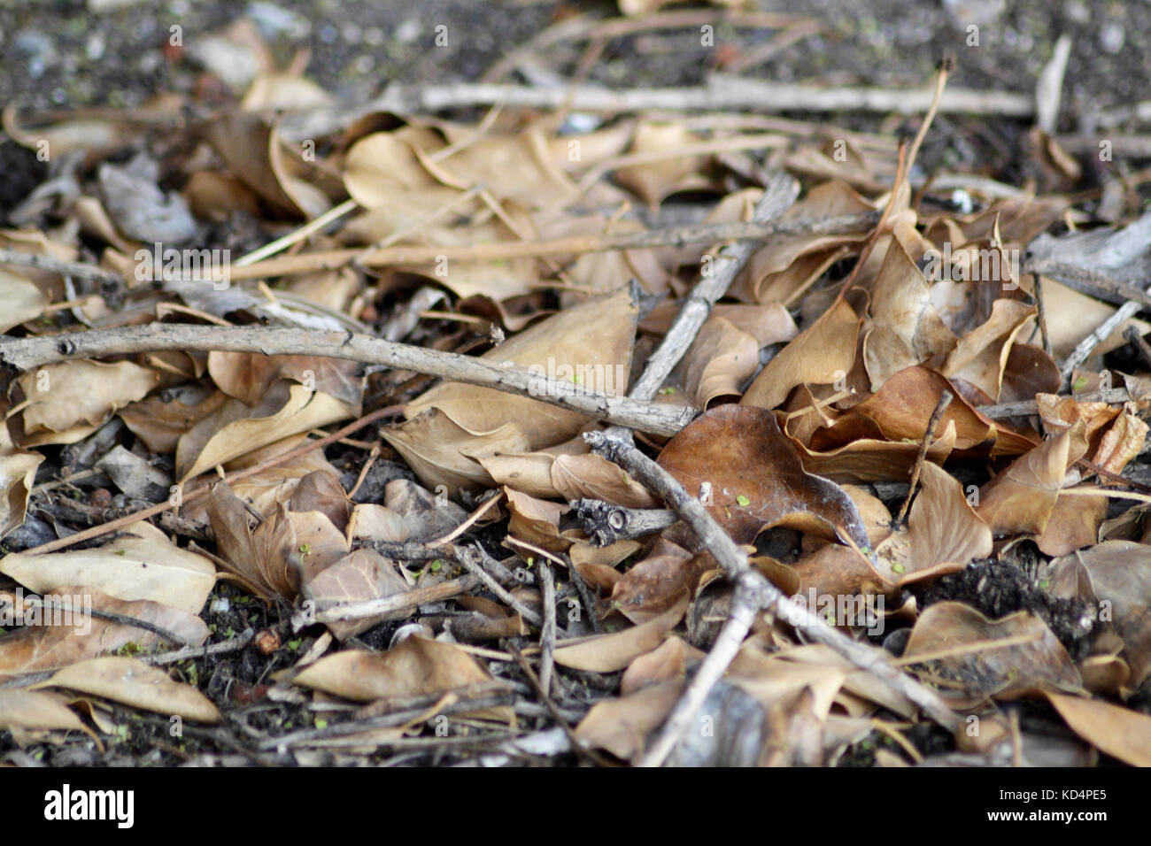 Leaves falling from a tree hi-res stock photography and images - Alamy