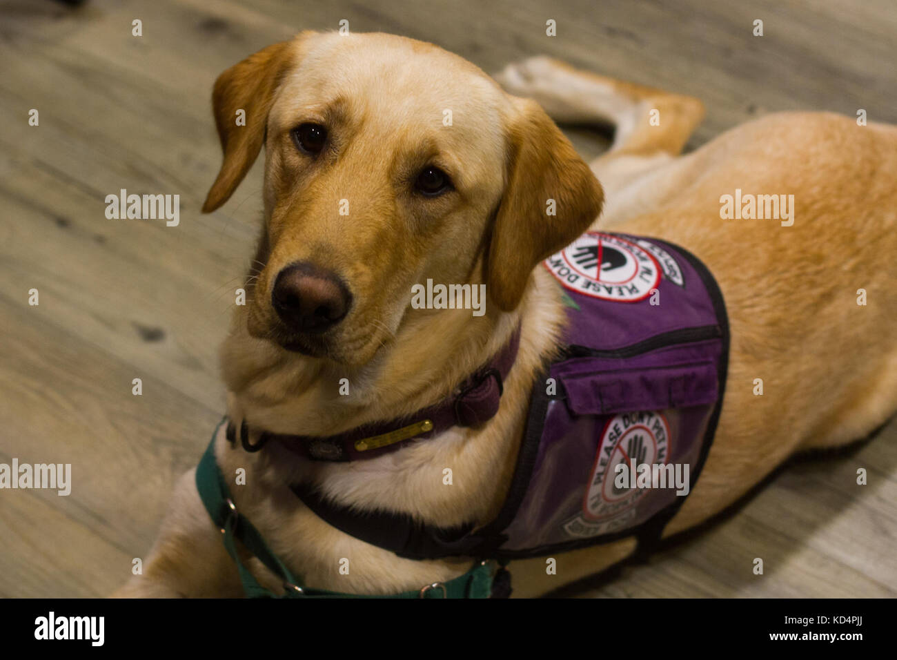 Uso animal hi-res stock photography and images - Alamy