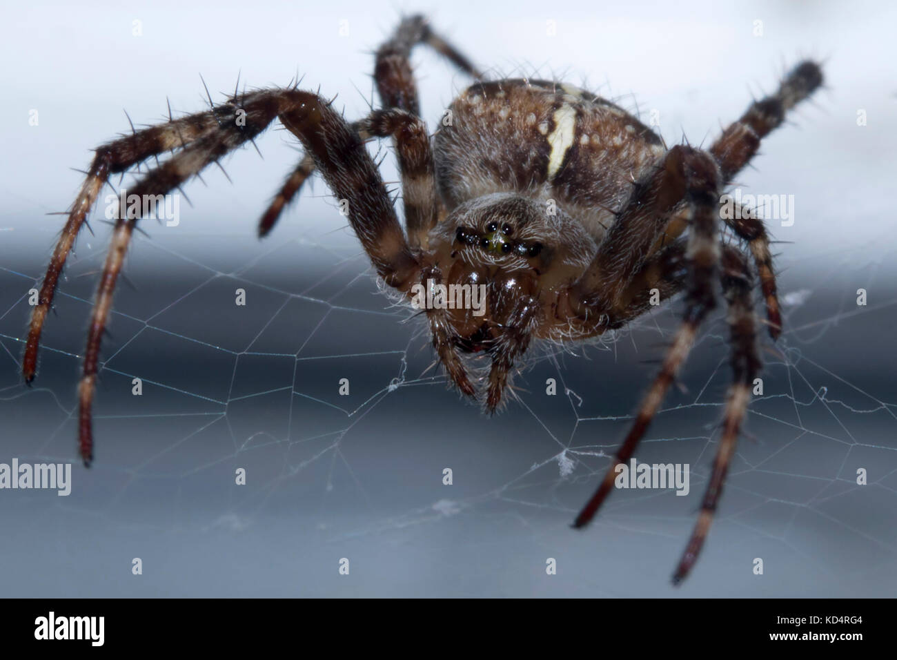 Spider alive hi-res stock photography and images - Alamy