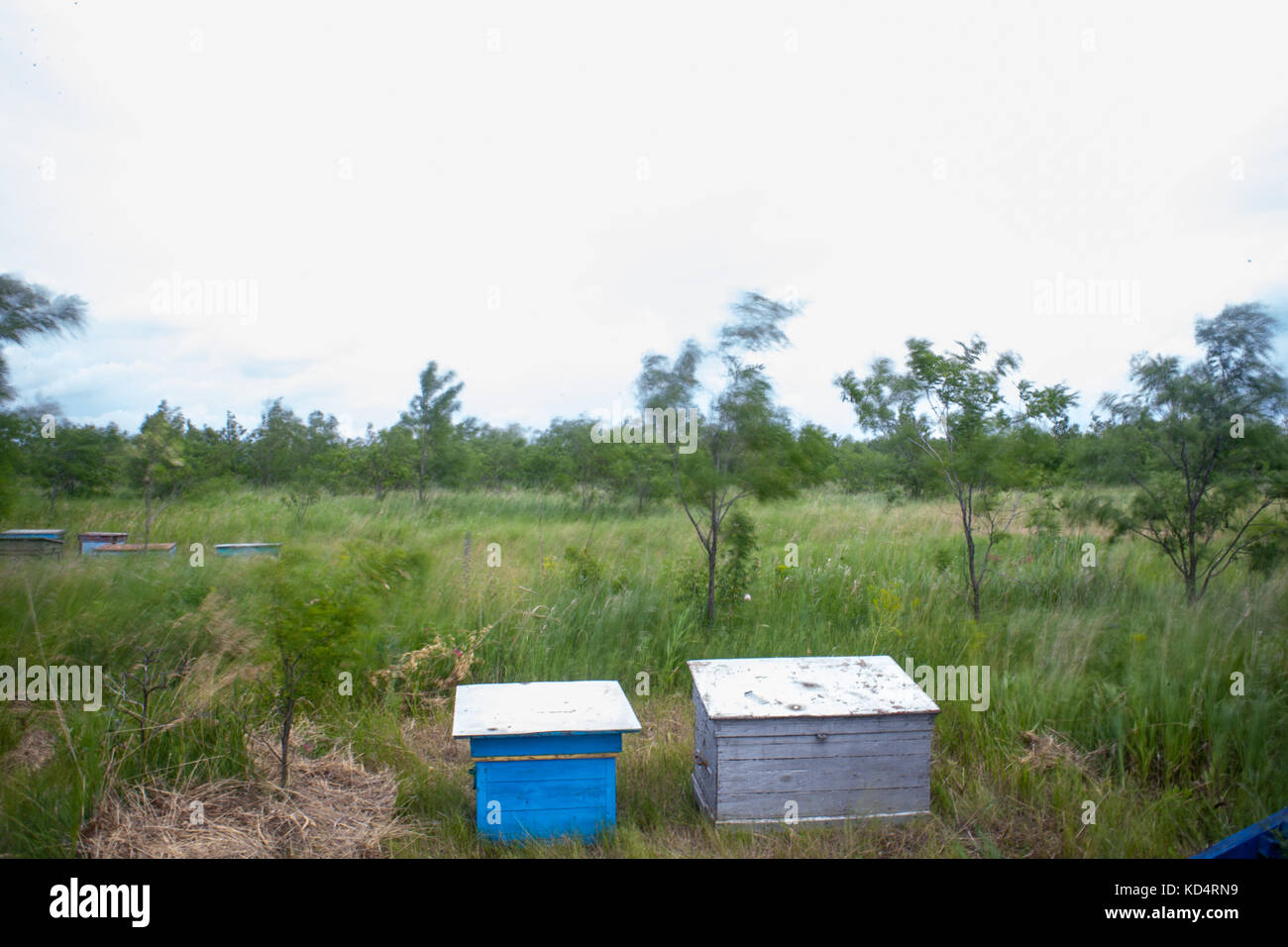 A row of bee hives in a field of flowers Stock Photo - Alamy