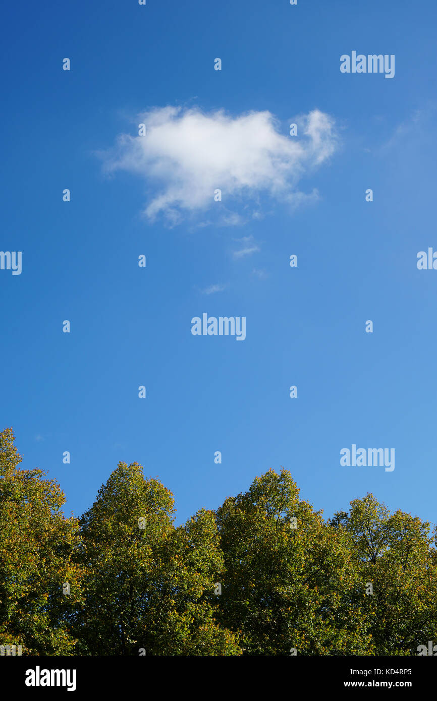 Treetops Stock Photos & Treetops Stock Images - Alamy
