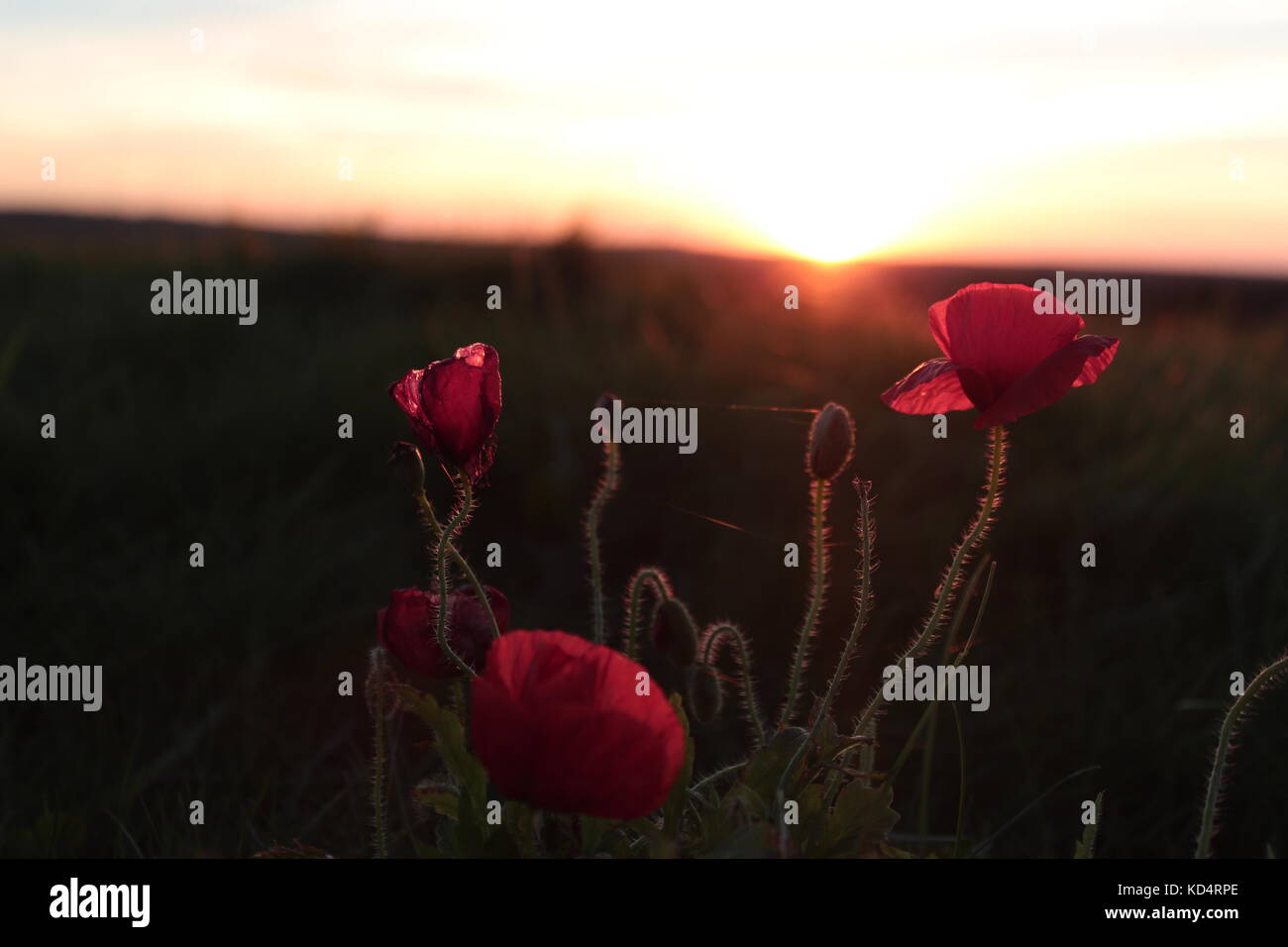 poppy in sunset Stock Photo - Alamy