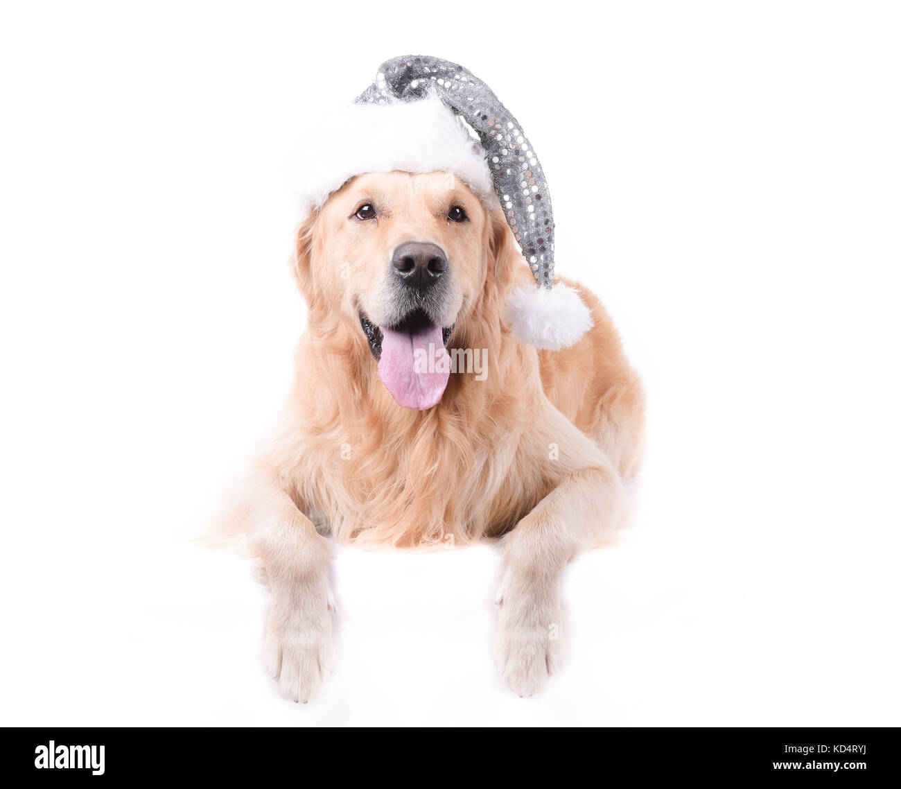 White dog in park Cut Out Stock Images & Pictures - Alamy