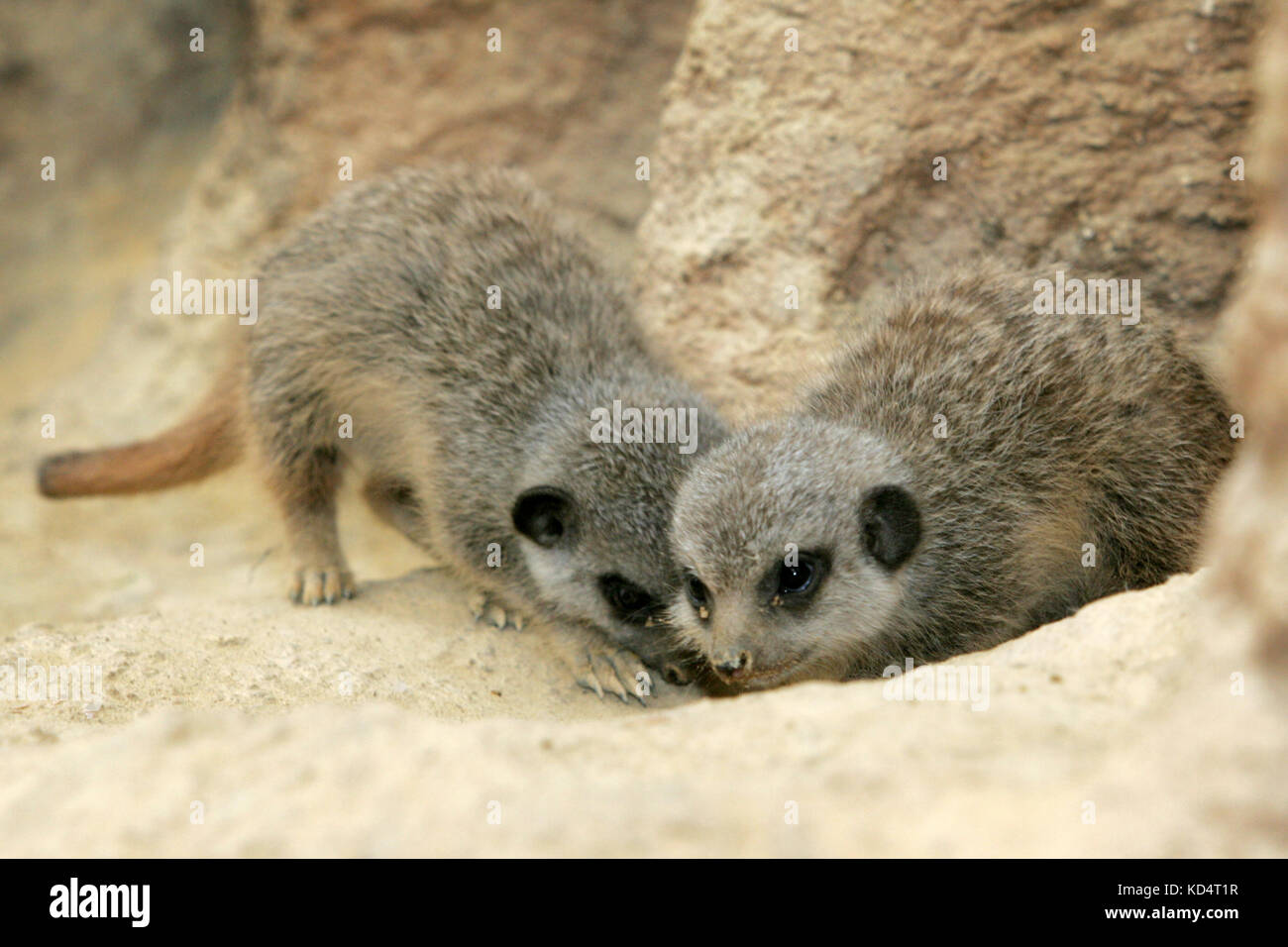 Suricata Babies High Resolution Stock Photography and Images - Alamy