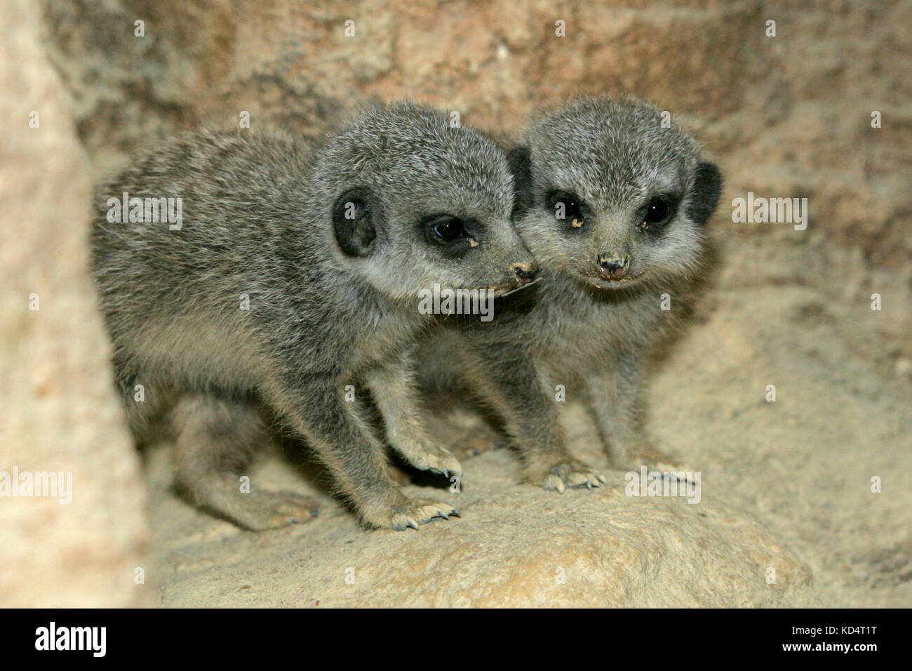 Suricata Babies High Resolution Stock Photography and Images - Alamy