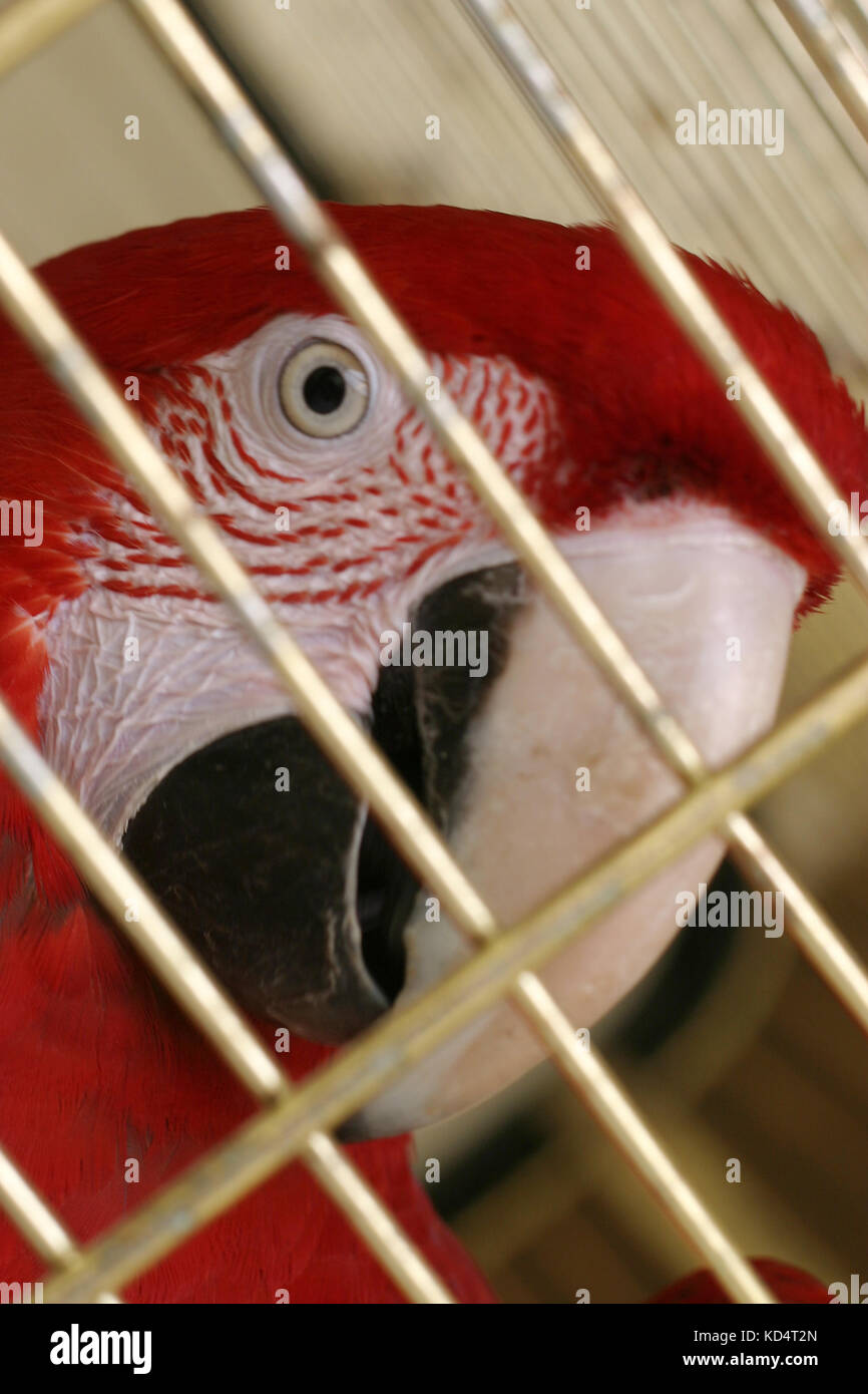 Parrot In Cage High Resolution Stock Photography and Images - Alamy