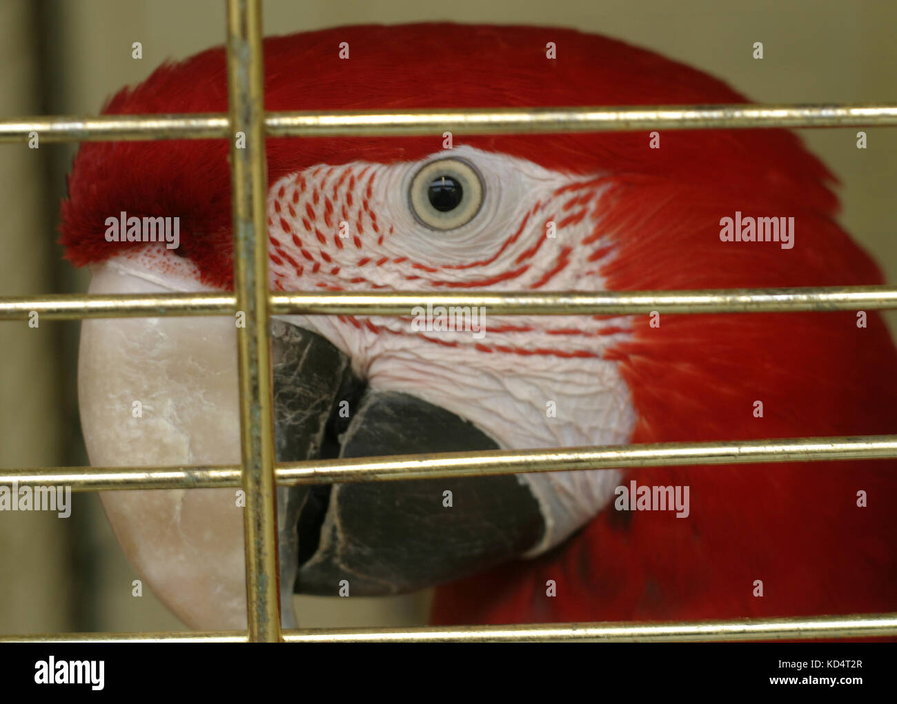 Parrot In Cage High Resolution Stock Photography and Images - Alamy