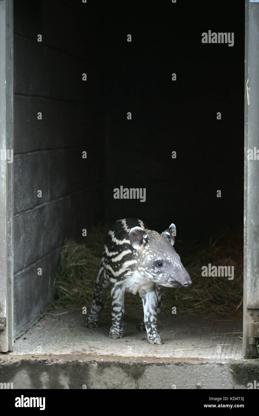 Tiny tapir hi-res stock photography and images - Alamy