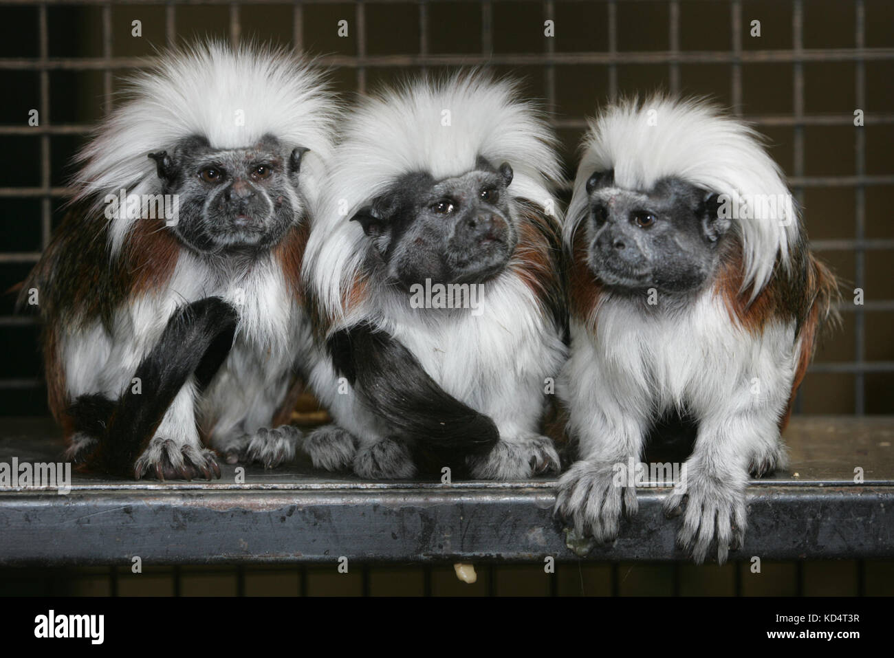 Three cotton top tamarin monkeys, Saguinus oedipus, one of the smallest ...