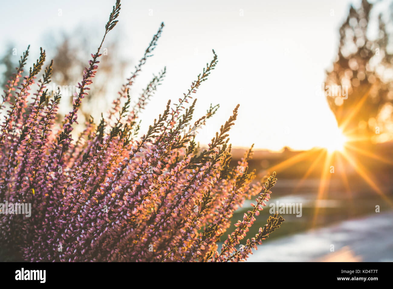 Heather autumn sunset hi-res stock photography and images - Alamy