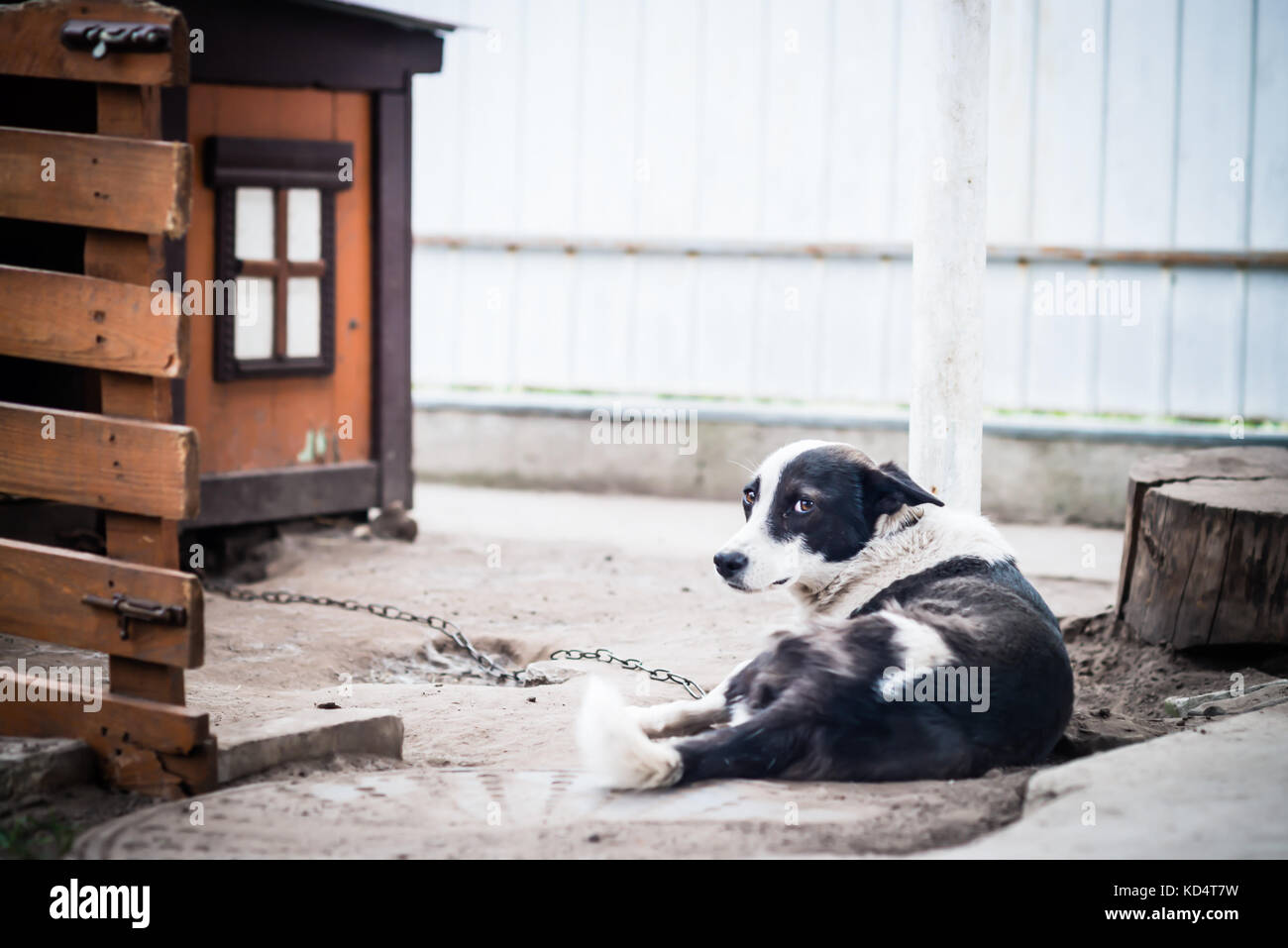 Sad dog on a chain near their booth Stock Photo - Alamy