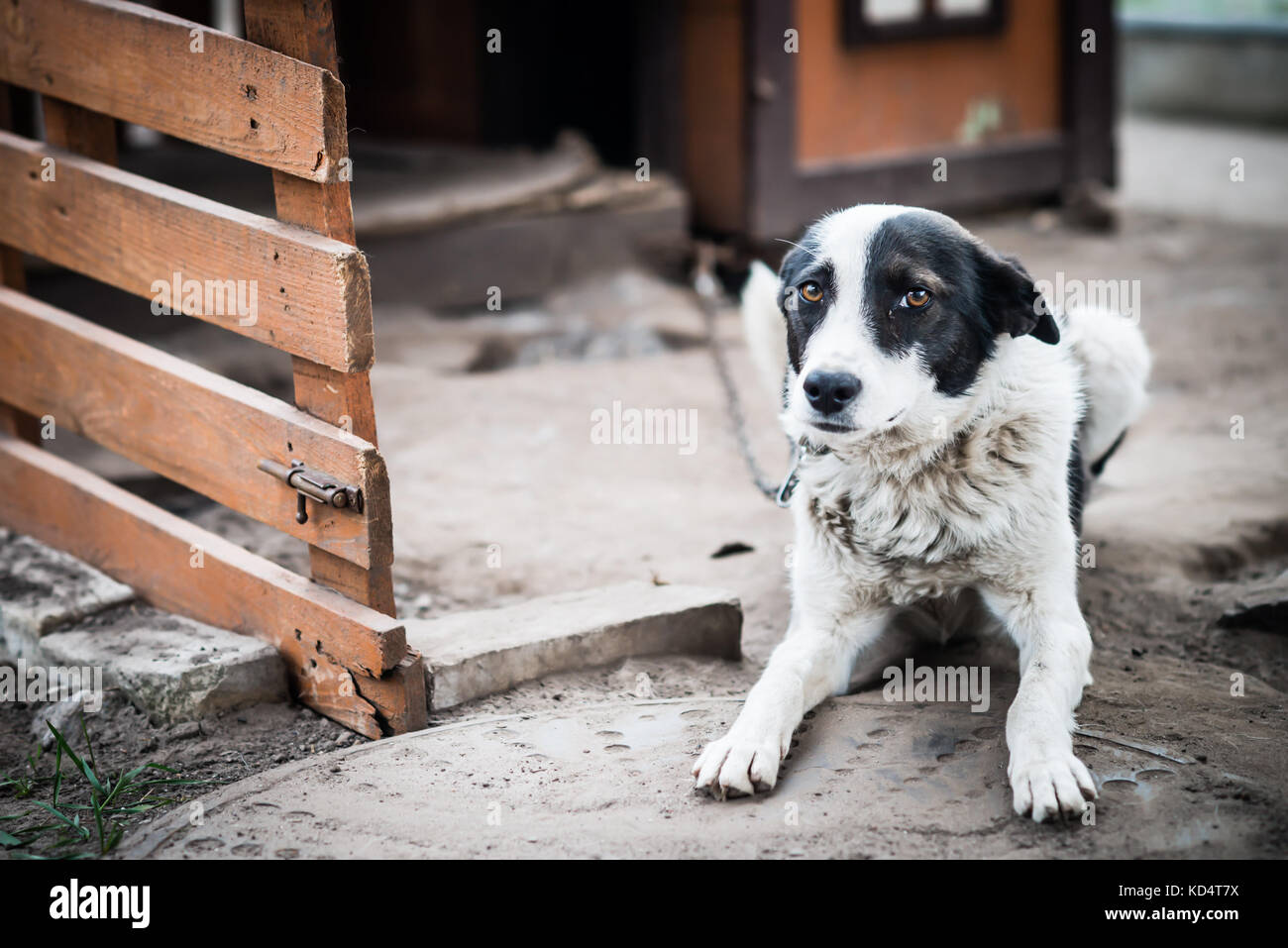 Sad dog on a chain near their booth Stock Photo - Alamy